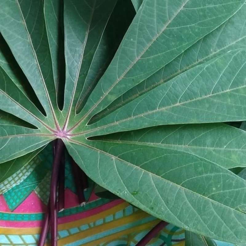 Jual Daun Singkong Tua Atau Manihot Utilisima Pres Segar Di Seller ...