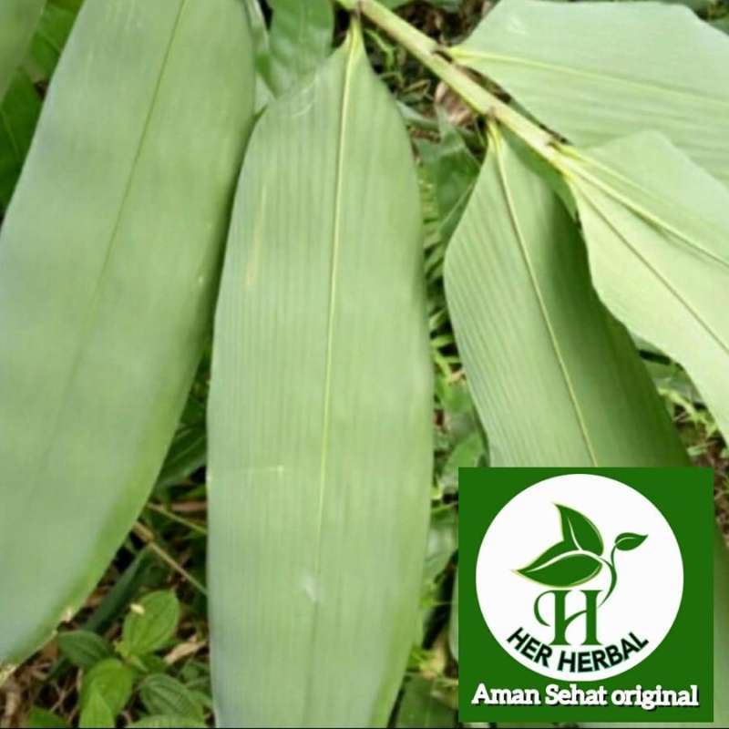 Jual daun bambu bakcang segar petik per lembar di Seller Herherbal165 ...