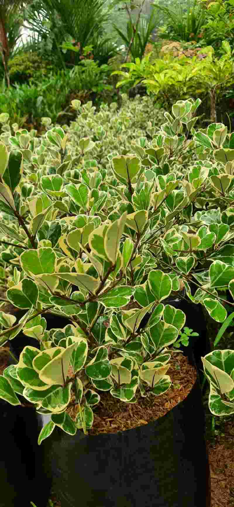 Promo Tanaman hias ficus triangularis | tanaman hias beringin kupu kupu ...