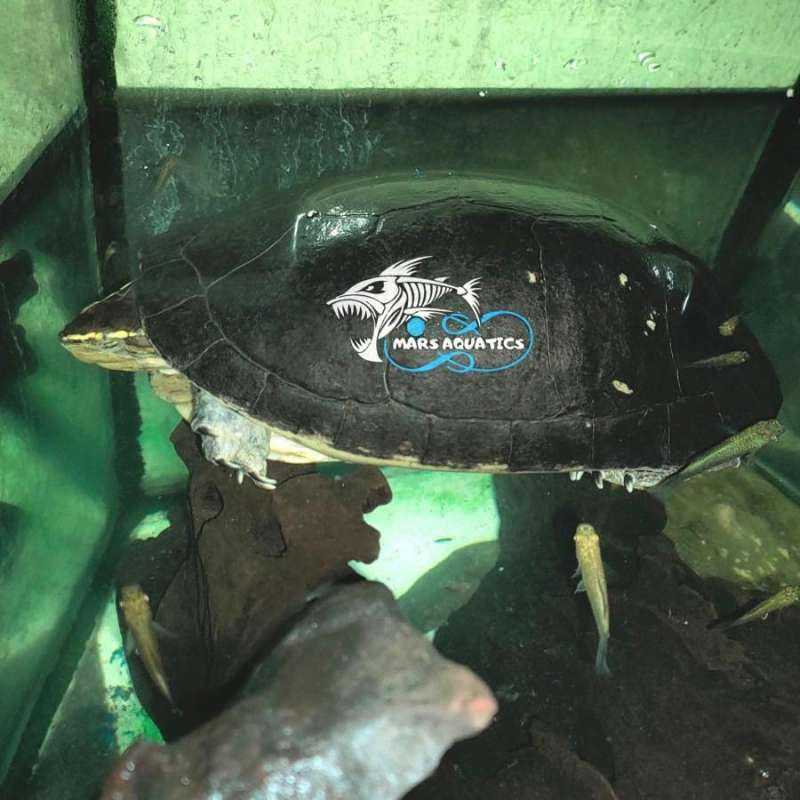 Jual IKAN HIAS KURA KURA AMBON BESAR di Seller MARS AQUATICS - Kota ...