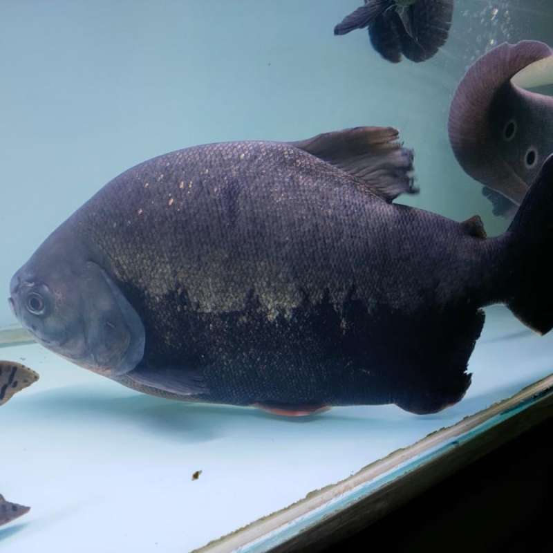 Jual Ikan Hias Giant Pacu Big Size Jumbo Tankmate di Seller MARS ...