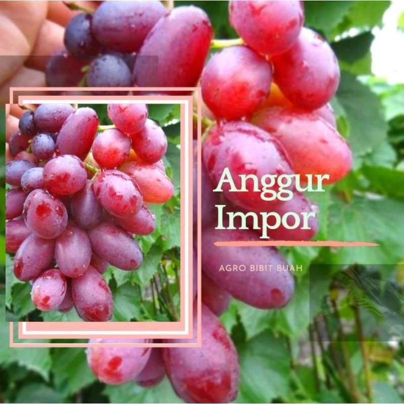 Promo Ready Tanaman Anggur Varietas Bogema Genjah Diskon 48% di Seller ...