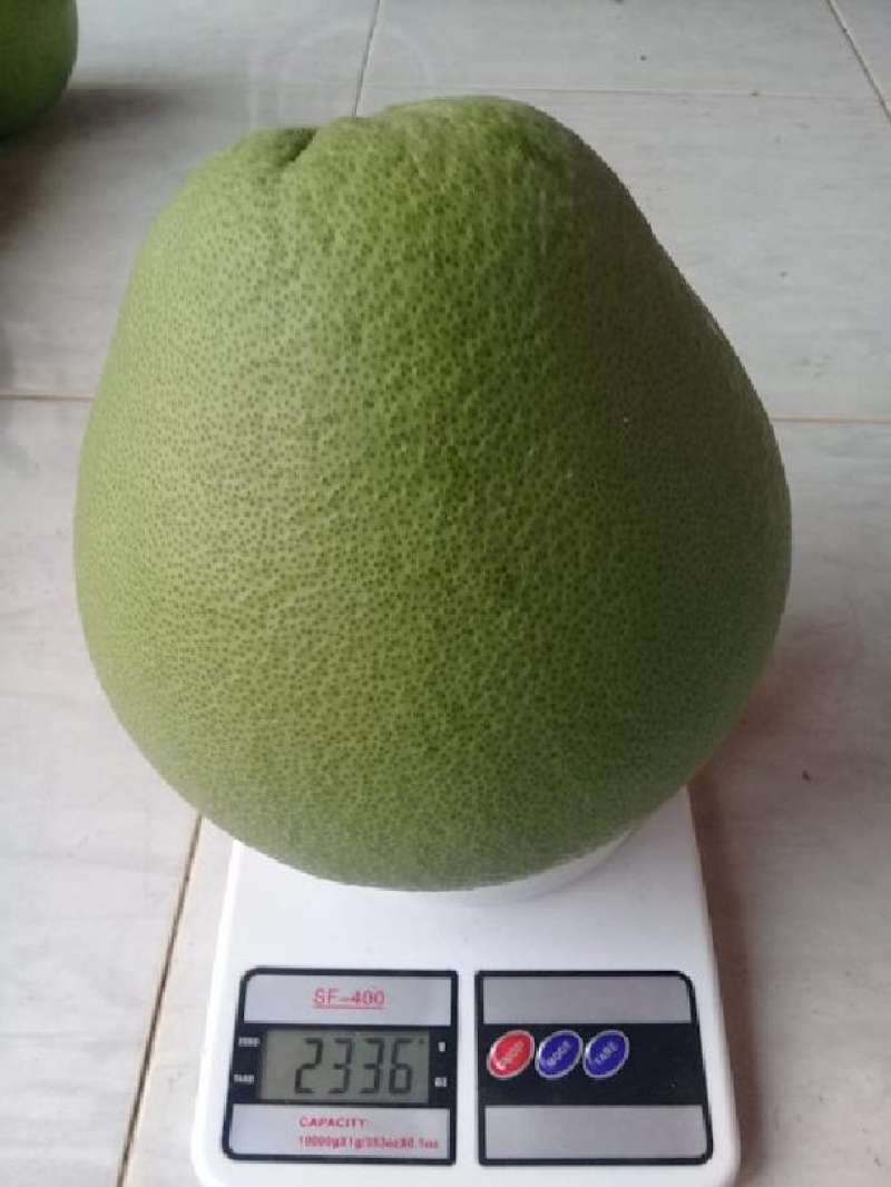 Jual Buah Jeruk Pamelo Madu Di Seller Cmf Shop Kota Semarang Jawa
