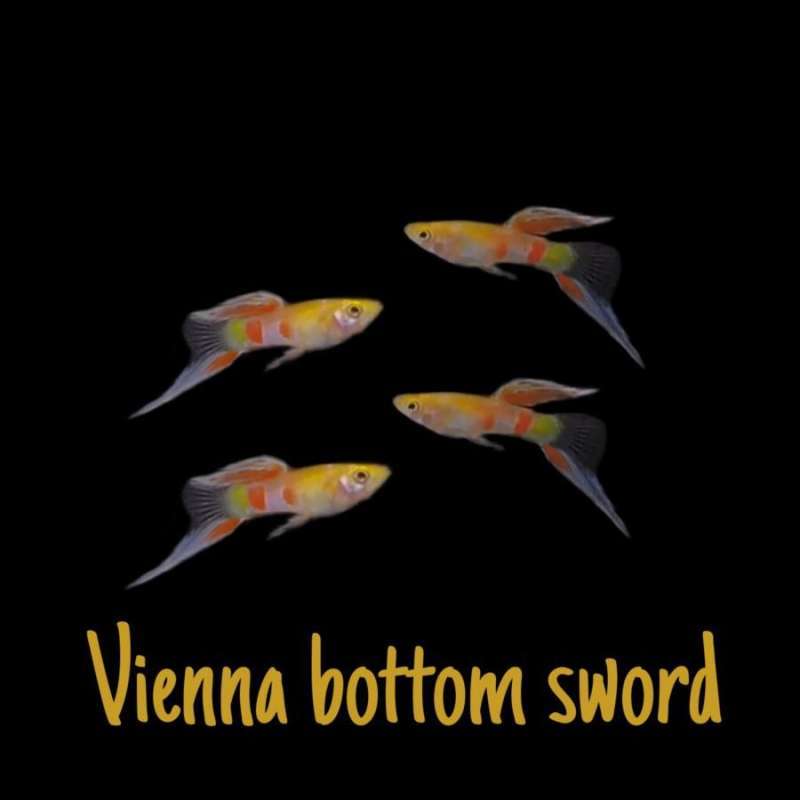 Jual Ikan Guppy Vienna Bottom Sword Berkualitas Di Seller Cakra Fishh - Kradenan, Kota ...