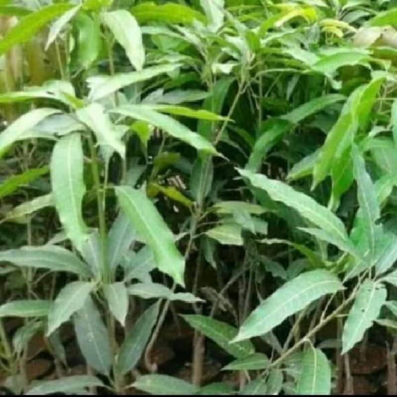 Jual Bibit pohon mangga harum manis-Pohon mangga harum manis di Seller ... Jual Bibit pohon mangga harum manis-Pohon mangga harum manis di Seller ...