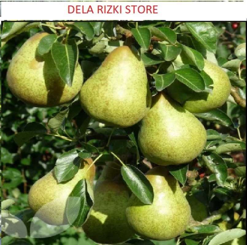 Promo BUAH PIR / TANAMAN BUAH PEAR ASIA ( PIR ) 60-80 CM MAICA LEAF ...