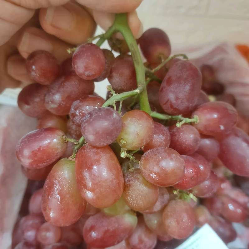 Jual Buah Anggur Merah Crimson Di Seller Clarif_jaya - Cengkareng Timur ...