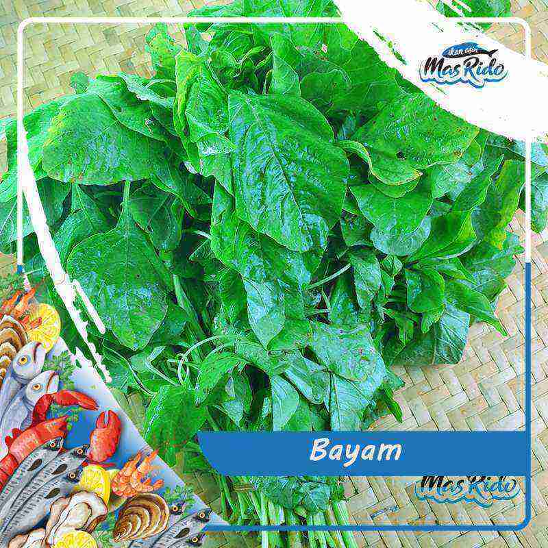 Jual Sayur Bayam / Sayur Bayam Organik / Sayur Bayam Fresh Premium ...