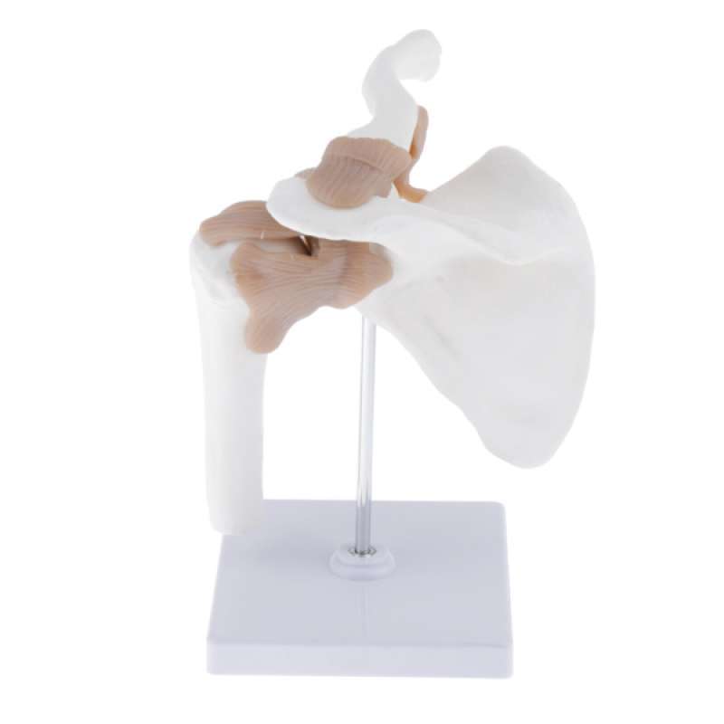 Jual 1:1 Life Size Human Shoulder Joint Ligament Model Teaching Tools ...