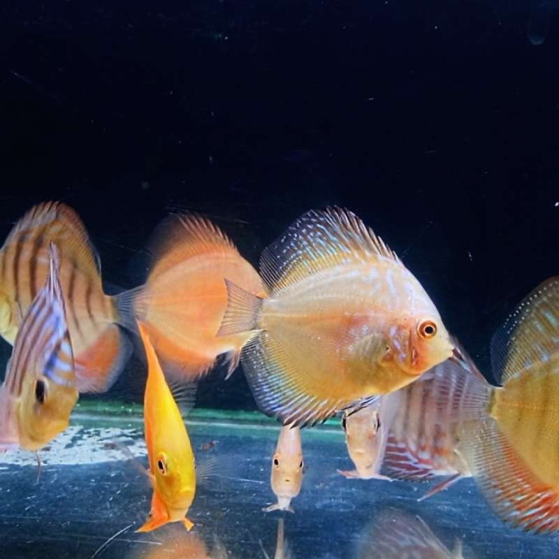 Promo Ikan Discus Berbagai Jenis Ukuran 2 Inc Body Diskon 33% di Seller ...