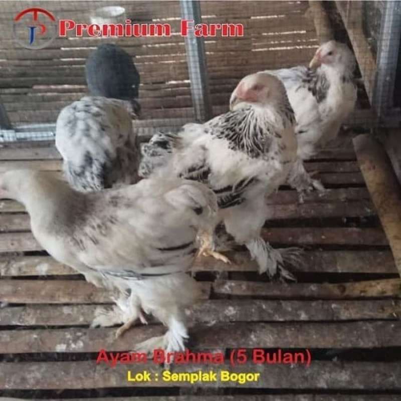 Jual Ayam Brahma / India / Kaki Berbulu Usia 1 Bulan di Seller Ken Storee - Duri Kepa, Kota ...