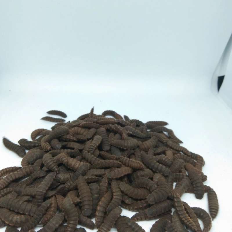 Jual Paket Budidaya Pemula // Bibit Maggot Bsf // Black Soldier Fly di ...