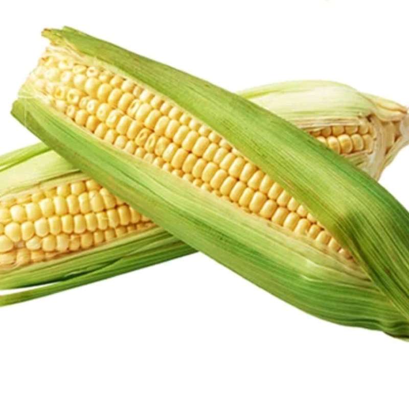 Jual Jagung Manis 1 kg di Seller ApakShop - Kota Medan, Sumatera Utara ...