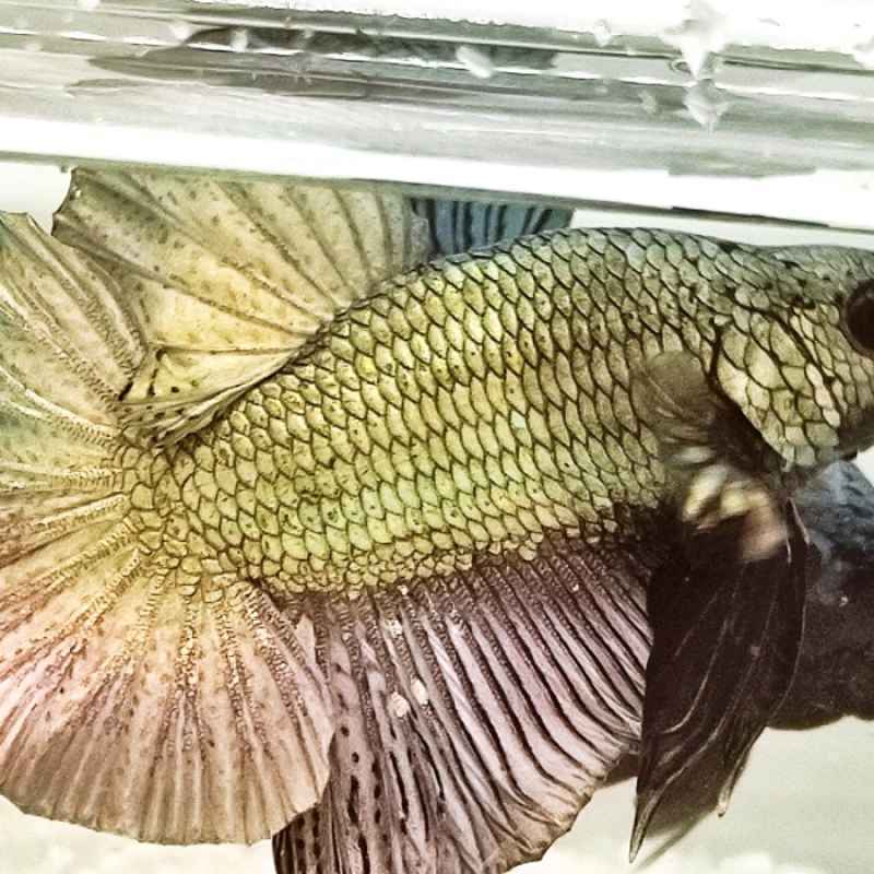 Jual Ikan Cupang Avatar Gold Copper Grad A Free Olahan Ketapang Seharga ...