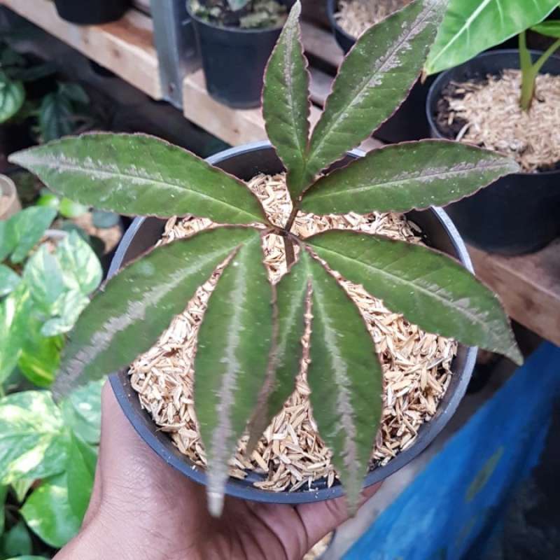 Promo Amorphophallus pendulus rare tanaman paludarium vivarium ...