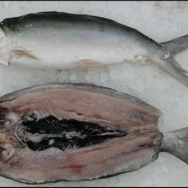 Jual BANDENG CABUT LAUT DURI 1 KG di Seller Vifarm Market - Kab. Sleman ...