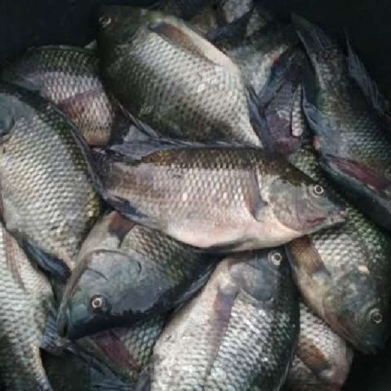 Ikan Jaer - Perumperindo.co.id