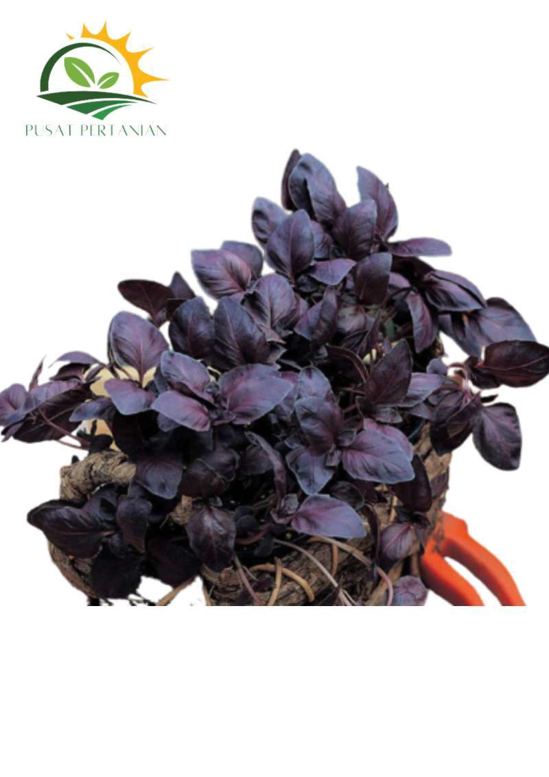 Jual Benih Herbal Basil Red Leaved 15 Biji Tanaman Obat Sayuran Basil ...