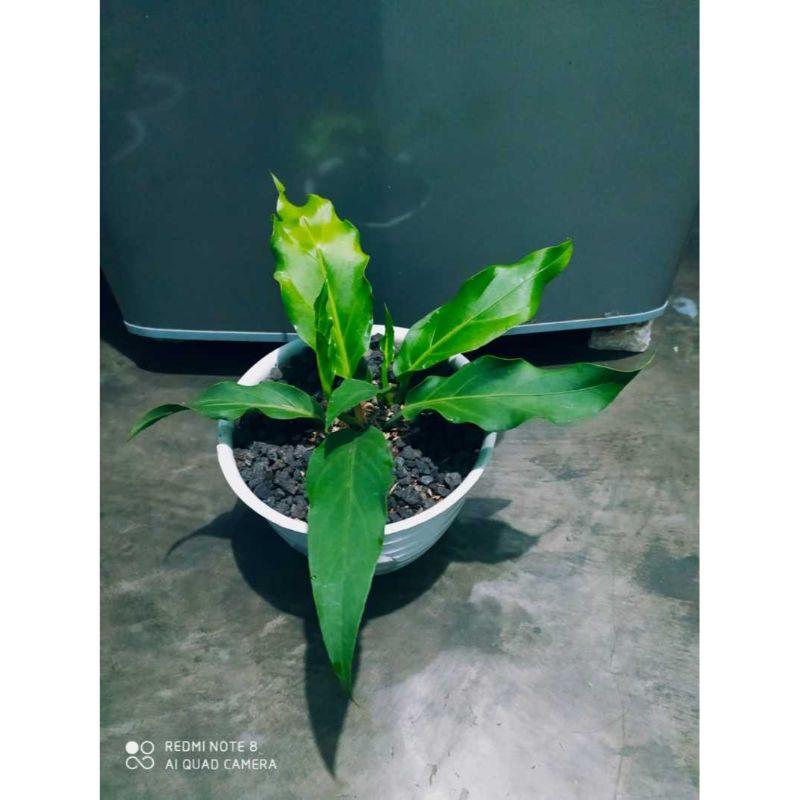 Jual Anthurium Gelombang Cinta Di Seller Yan Flora - Bojong Sari Baru ...