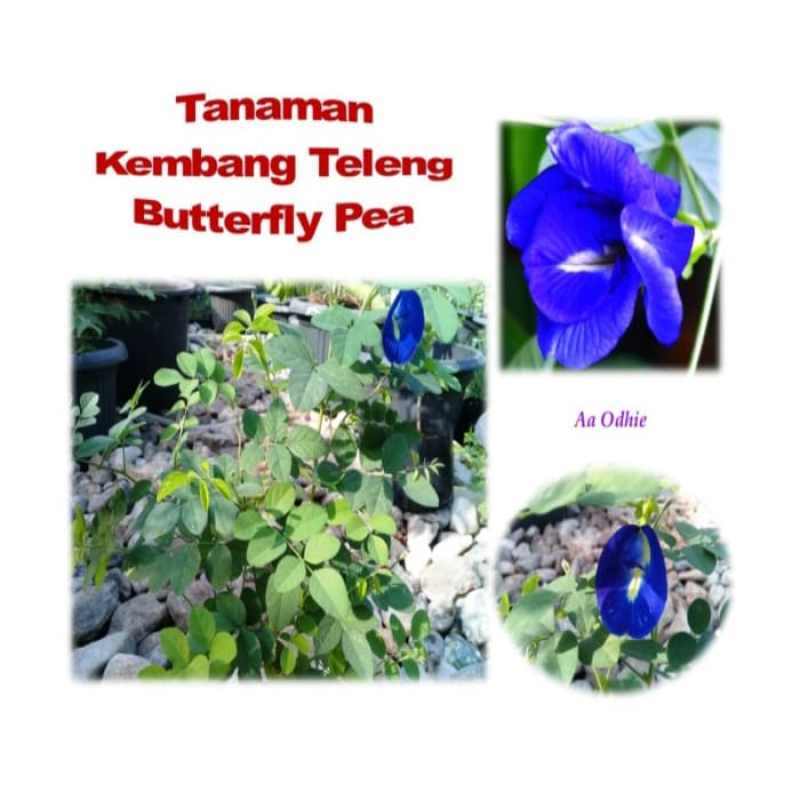 Promo Tanaman Kembang Teleng Telang Butterfly Pea Hias Rempah Herbal ...