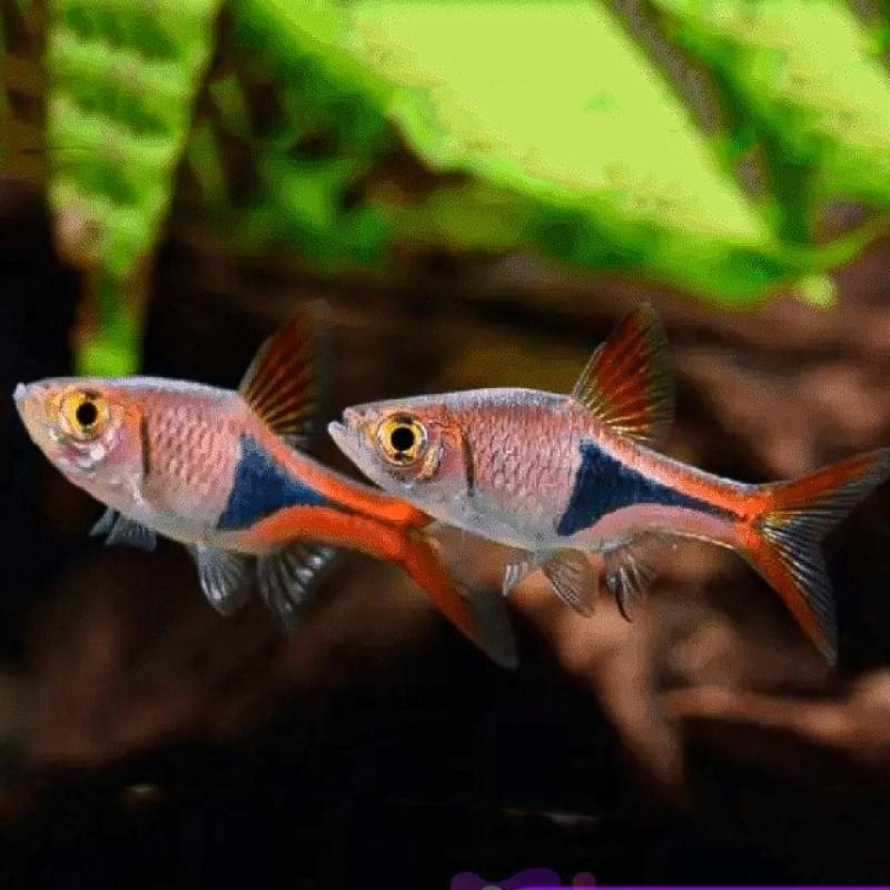 Jual Jenis Jenis Ikan Hias Termurah - Harga Grosir Terupdate Hari Ini ...