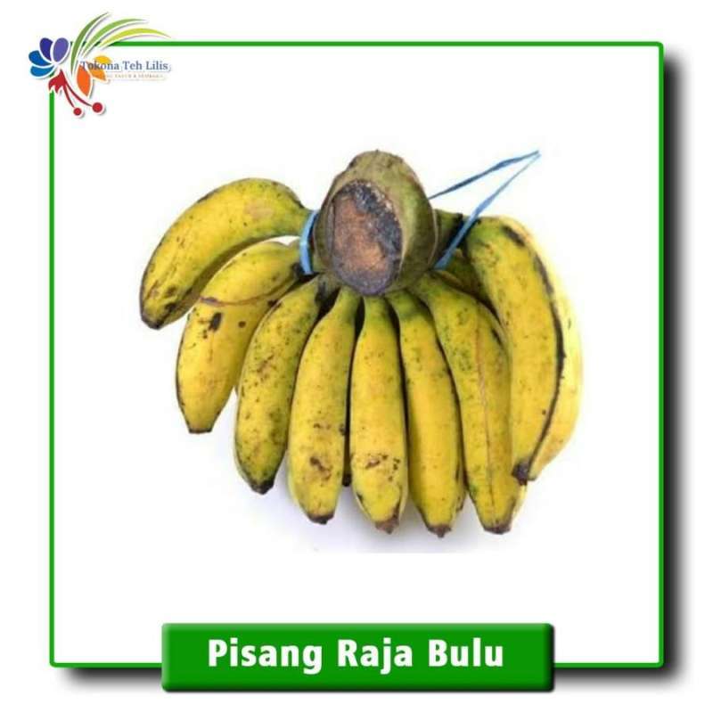 Pisang Raja 1 Kg Gratis Ongkir 🔥 Harga Murah Desember 2025