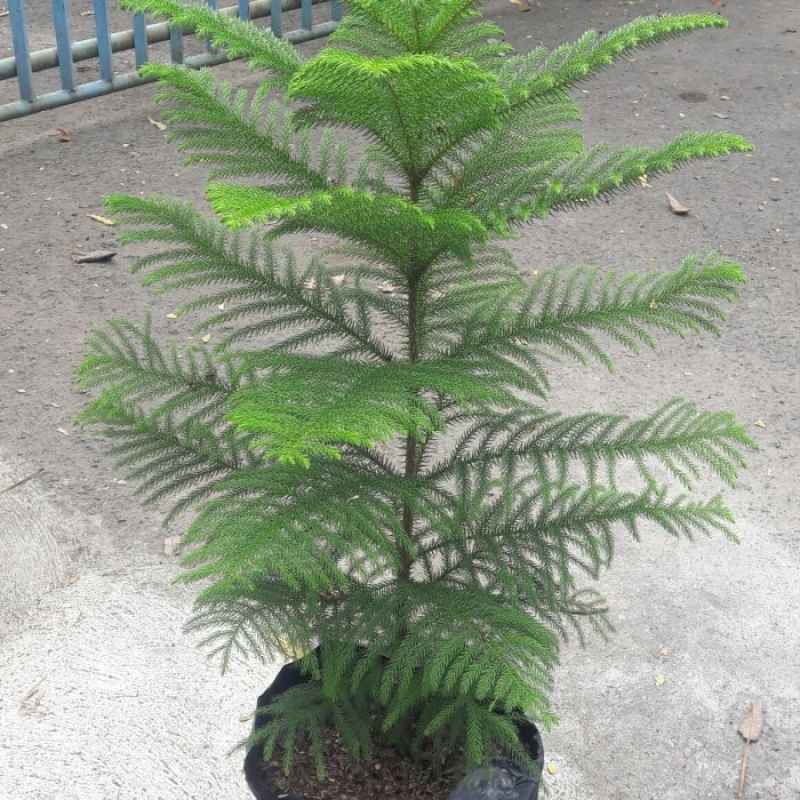 Promo Pohon Cemara Norflok Diskon 42% di Seller Gadors - Kapuk, Kota ...