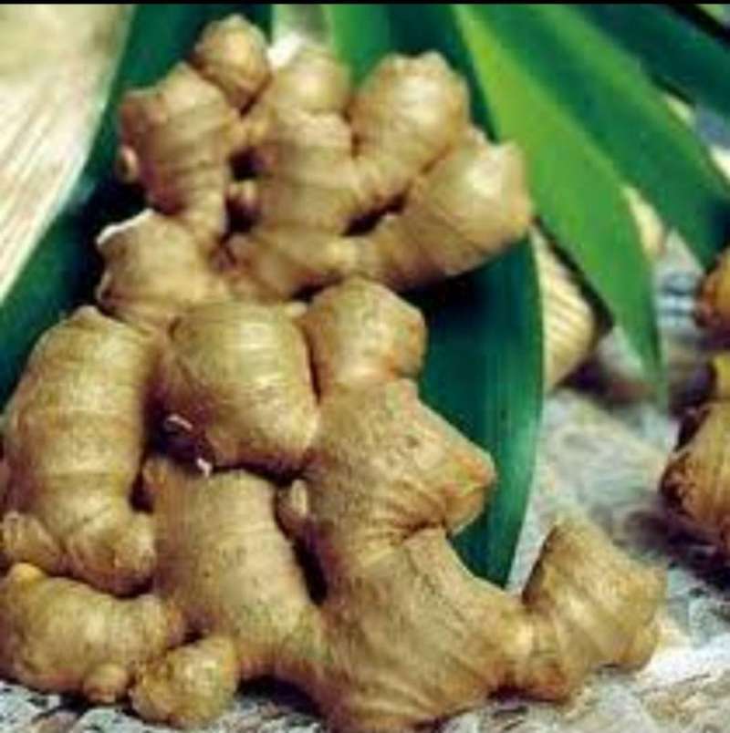 Jual Bibit Tanaman Jahe Di Seller Pekayon Herba Flora - Pekayon Jaya ...