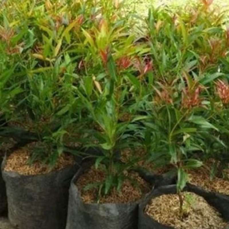 Promo Bibit Bunga Pucuk Merah / tanaman pucuk merah / pohon pucuk merah ...