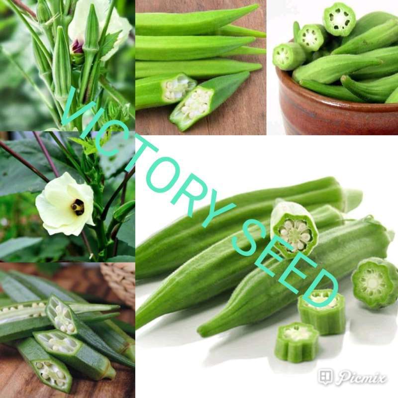Jual VICTORY SEED 5 biji benih bibit seed seeds green lady's fingers ...