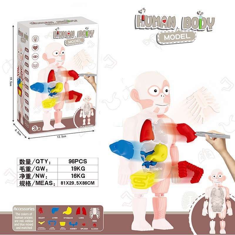 Promo Mainan Anak Edukasi - Human Body Model - Belajar Anatomi Tubuh ...