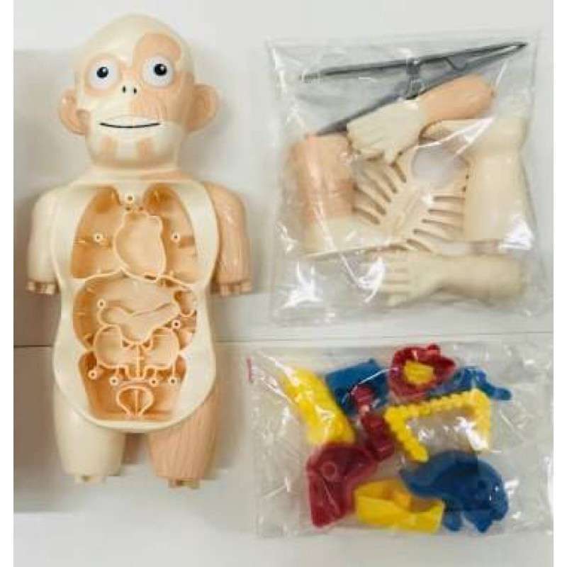 Promo Mainan Anak Edukasi - Human Body Model - Belajar Anatomi Tubuh ...