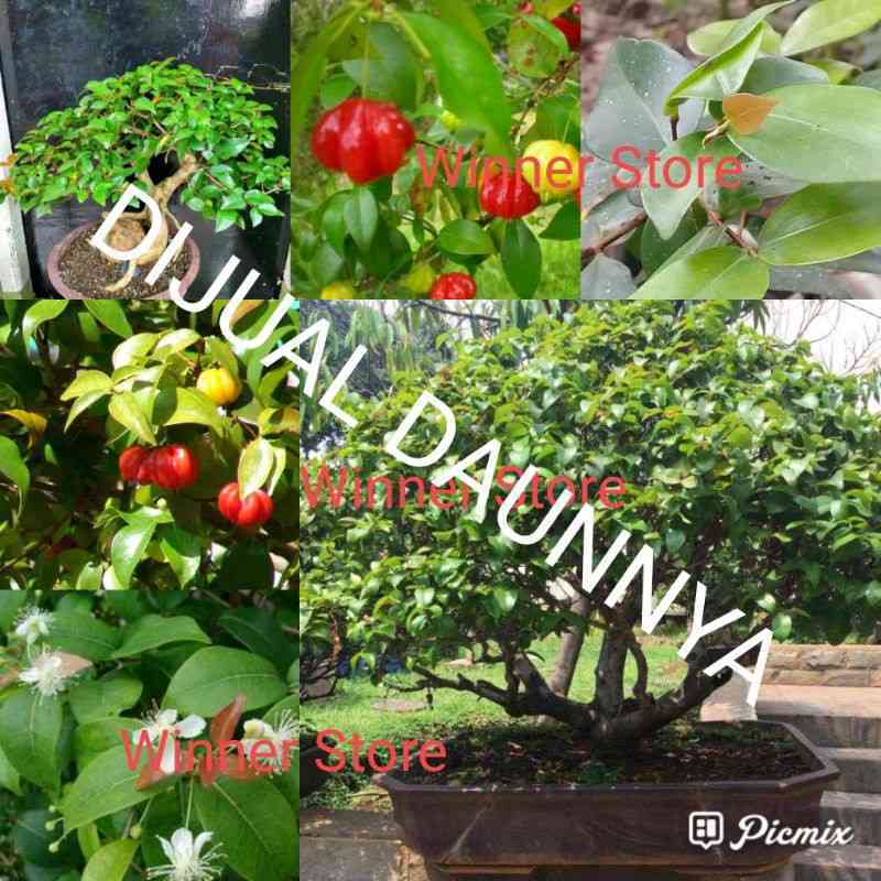 Jual 10 Lembar Daun Herbal Ceremai Belanda Dewandaru Cerme Belanda ...