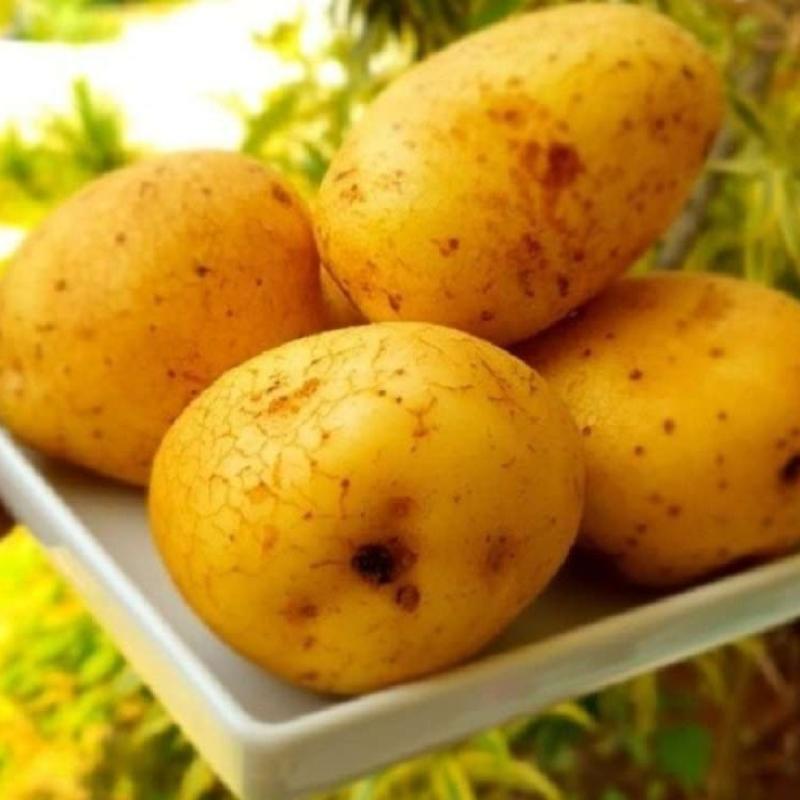 Jual Kentang Fresh 1 KG - Sayuran Segar di Seller Sahabat Horeca Jakbar ...