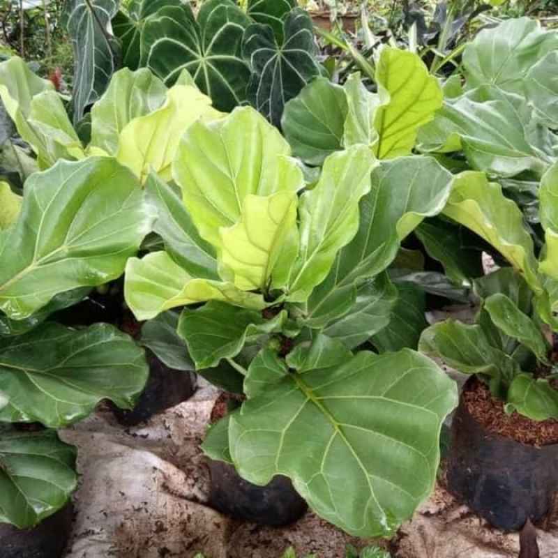Jual Pohon ketapang biola cantik - tanaman biola cantik - tanaman hias ...