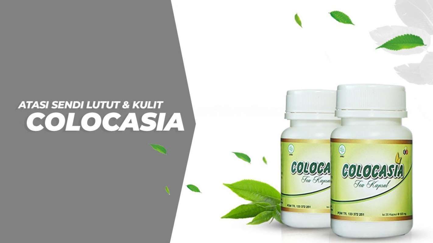 Jual Colocasia Asli Obat Persendian Lutut Dan Tulang Asli Original Di ...