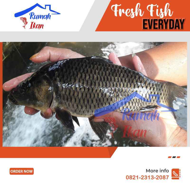 Jual Ikan Mas Hidup Segar Fresh 1kg Halal di Seller Rumah Ikan Segar ...