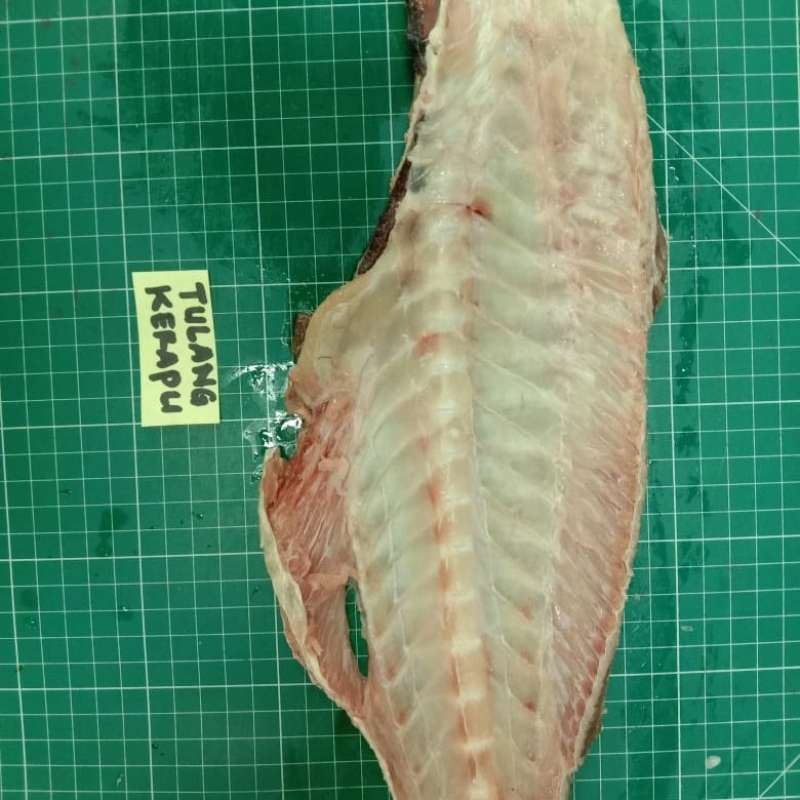 Jual Tulang Ikan Kerapu 500gr - 22 Seafood Halal di Seller 22 Seafood ...