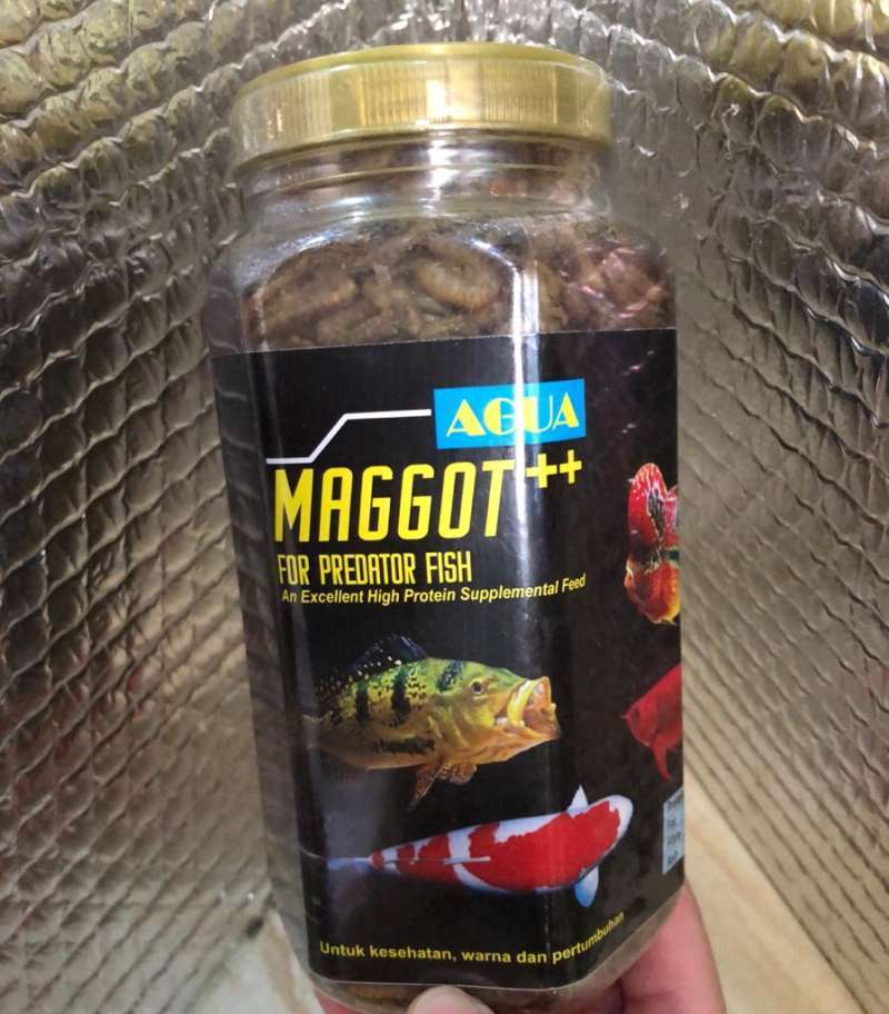 Promo Agua MAGGOT / Ulat Tinggi Protein / An Excellent High Protein ...