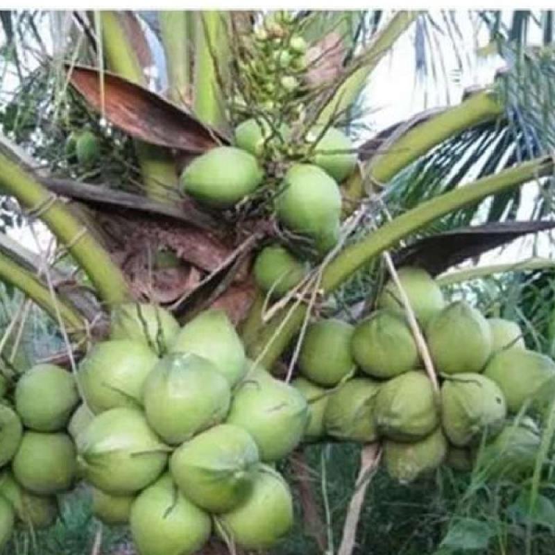 Jual Bibit Tanaman Kelapa Genjah Entok di Seller mentari bibit ...