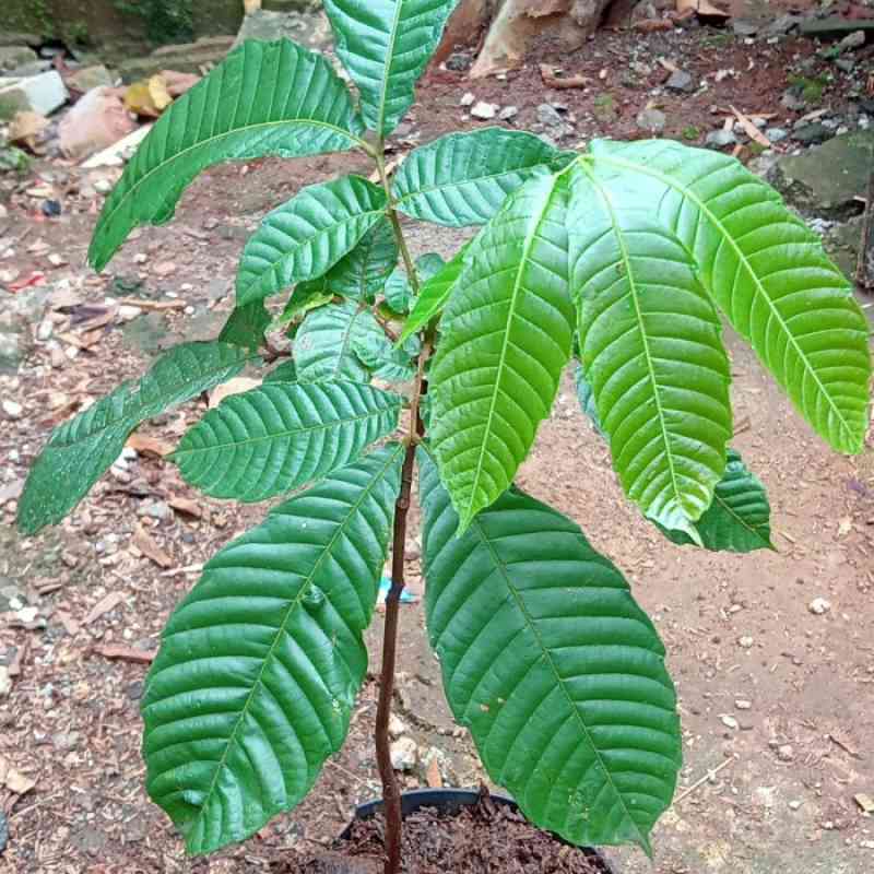 Jual bibit pohon buah matoa cepat berbuah di Seller bibit store ...