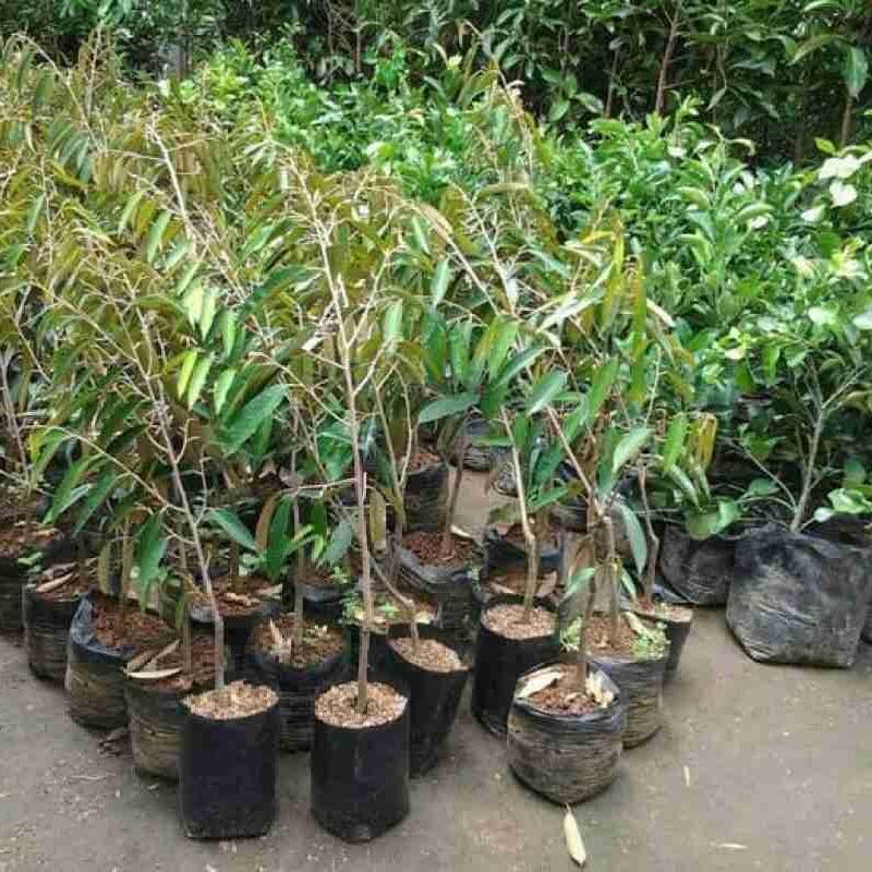 Jual Bibit Tanaman Buah Durian Bawor di Seller bibit mifta - Suka Asih, Kota Tangerang | Blibli