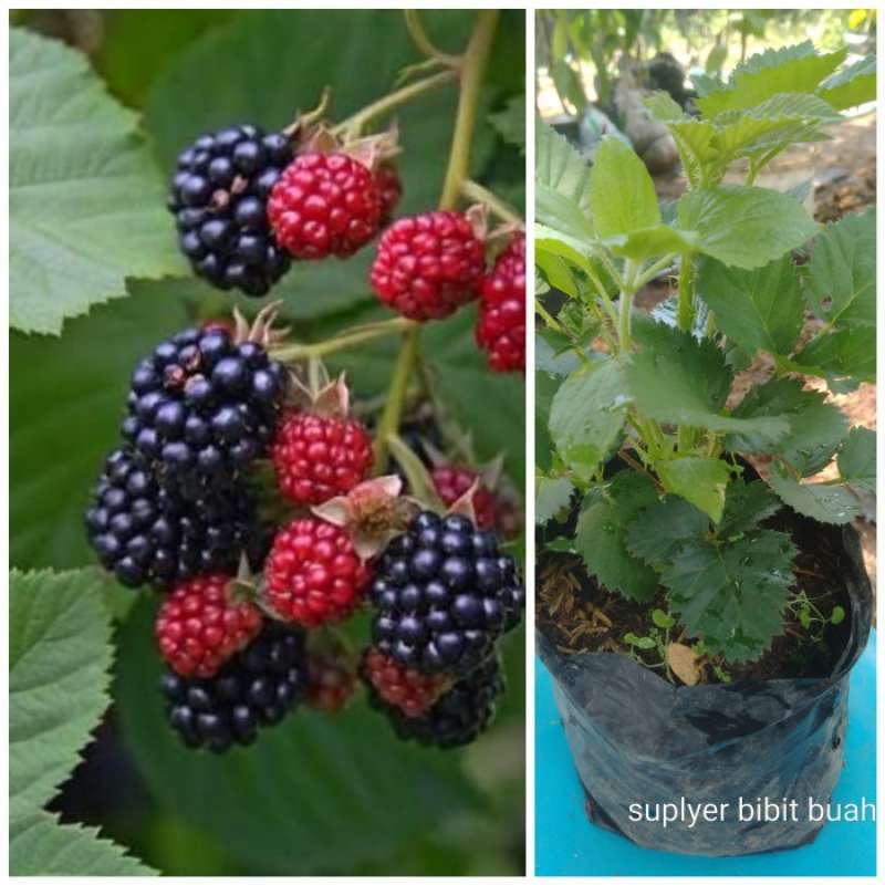 Pohon Buah Blackberry