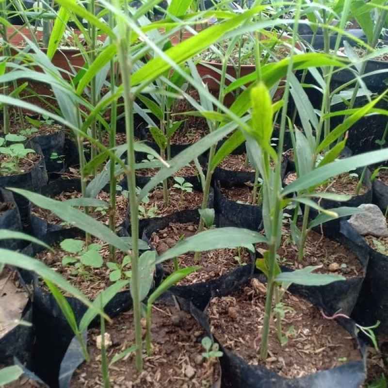 Jual Bibit Pohon Jahe 💯 Harga Murah & Kualitas Terbaik Mei 2026