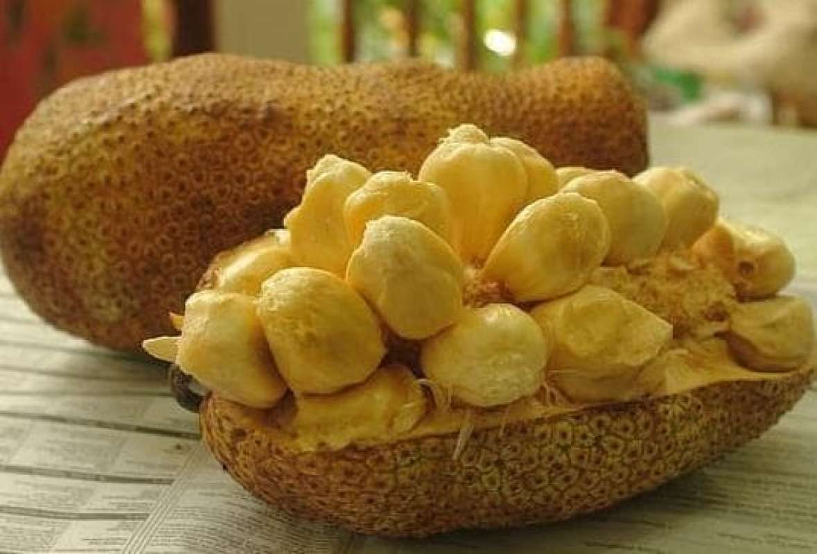Jual Bibit Tanaman Buah Cempedak Durian Re5tock* di Seller tanisubur02 ...