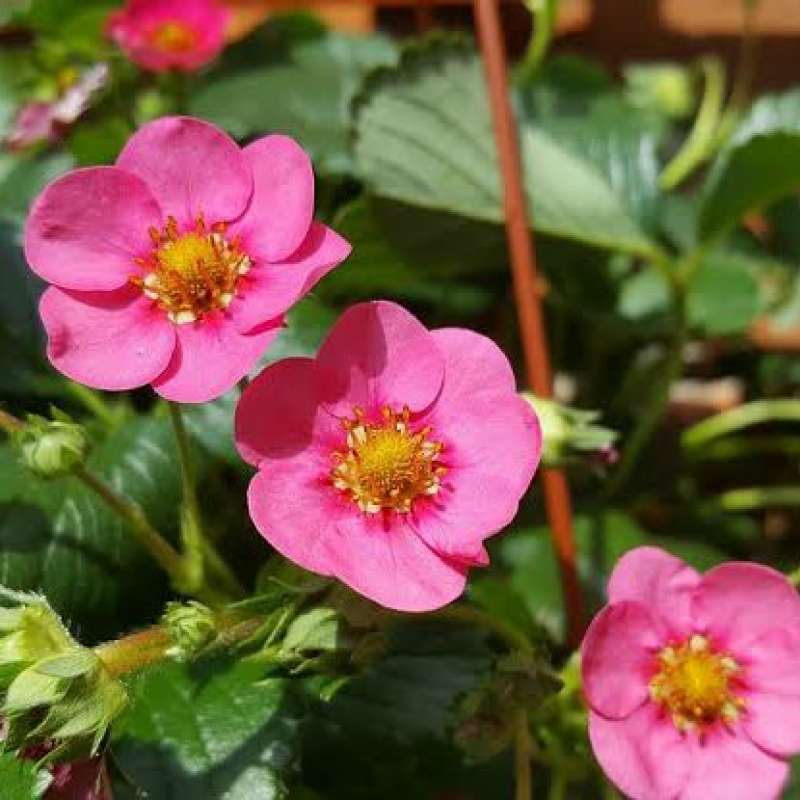 Jual tanaman buah strawberry merlan sudah berbunga & berbuah di Seller ...