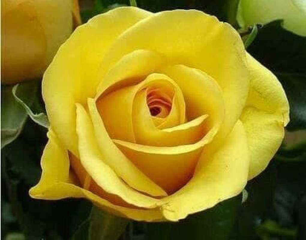 Jual Bibit Tanaman Bunga Mawar Kuning Yellow Rose di Seller ...