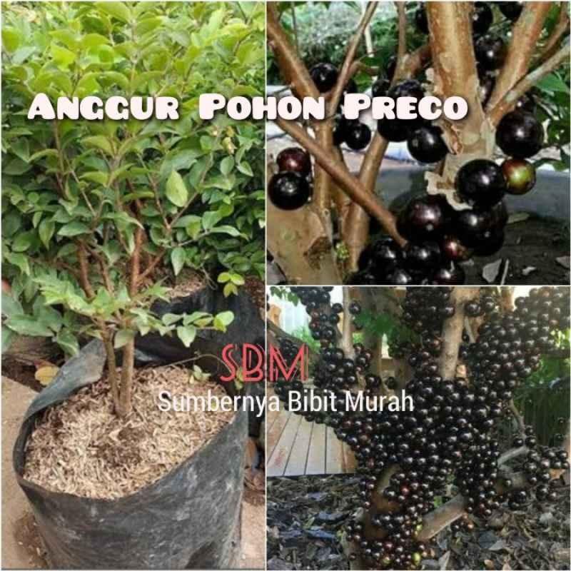 Jual Bibit Anggur Pohon Preco - Anggur Brazil Jaboticaba Precosius Di ... Jual Bibit Anggur Pohon Preco - Anggur Brazil Jaboticaba Precosius Di ...
