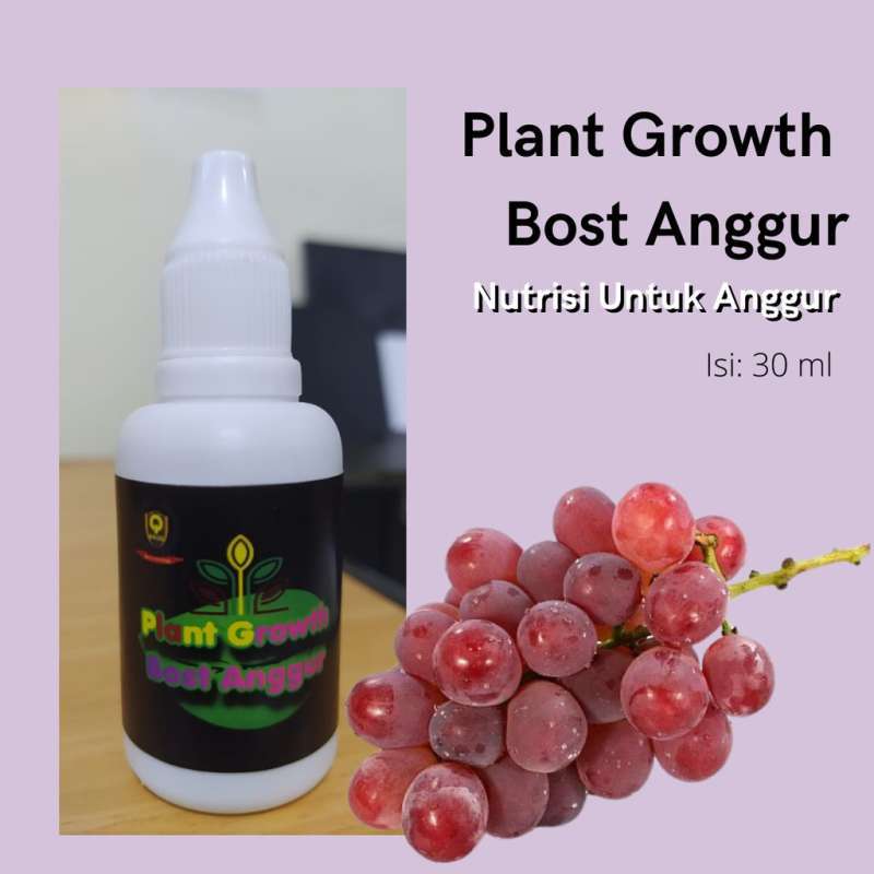 Promo Pupuk Perangsang Buah Anggur, Hormon Pemicu bunga anggur merah ...