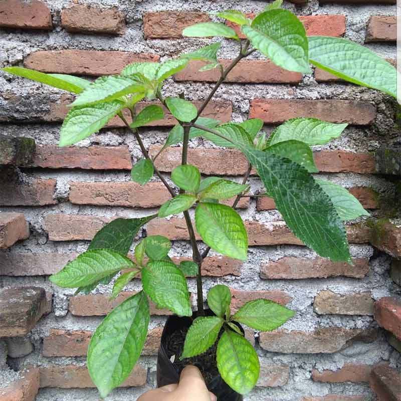 Jual ZPLANT Tanaman Keji Beling Hijau [20-30 cm] di Seller Nunherb ...
